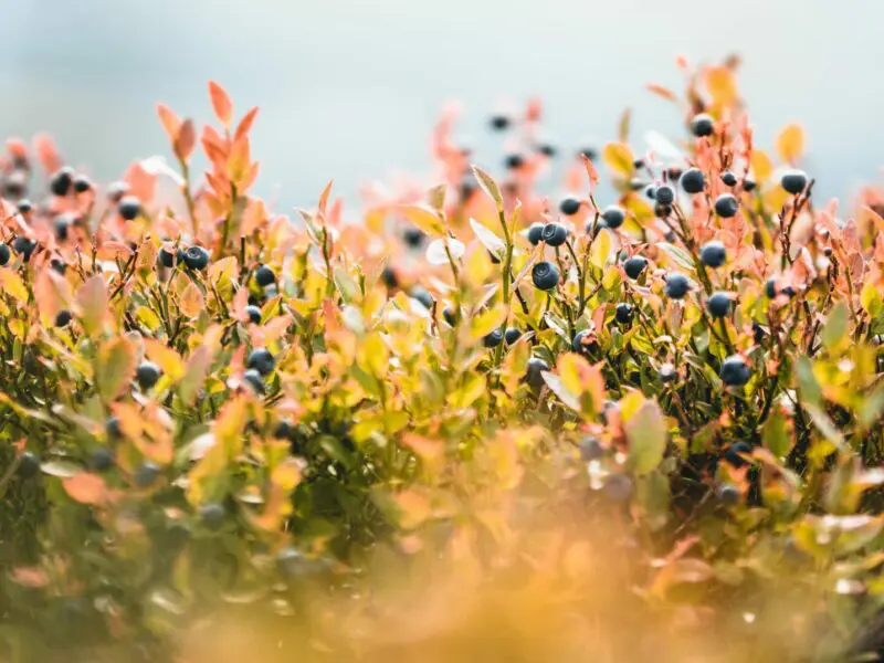 Is A Dingleberry A Fruit - Fruits Knowledge World