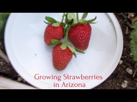 How To Grow Strawberries In Arizona - Fruits Knowledge World